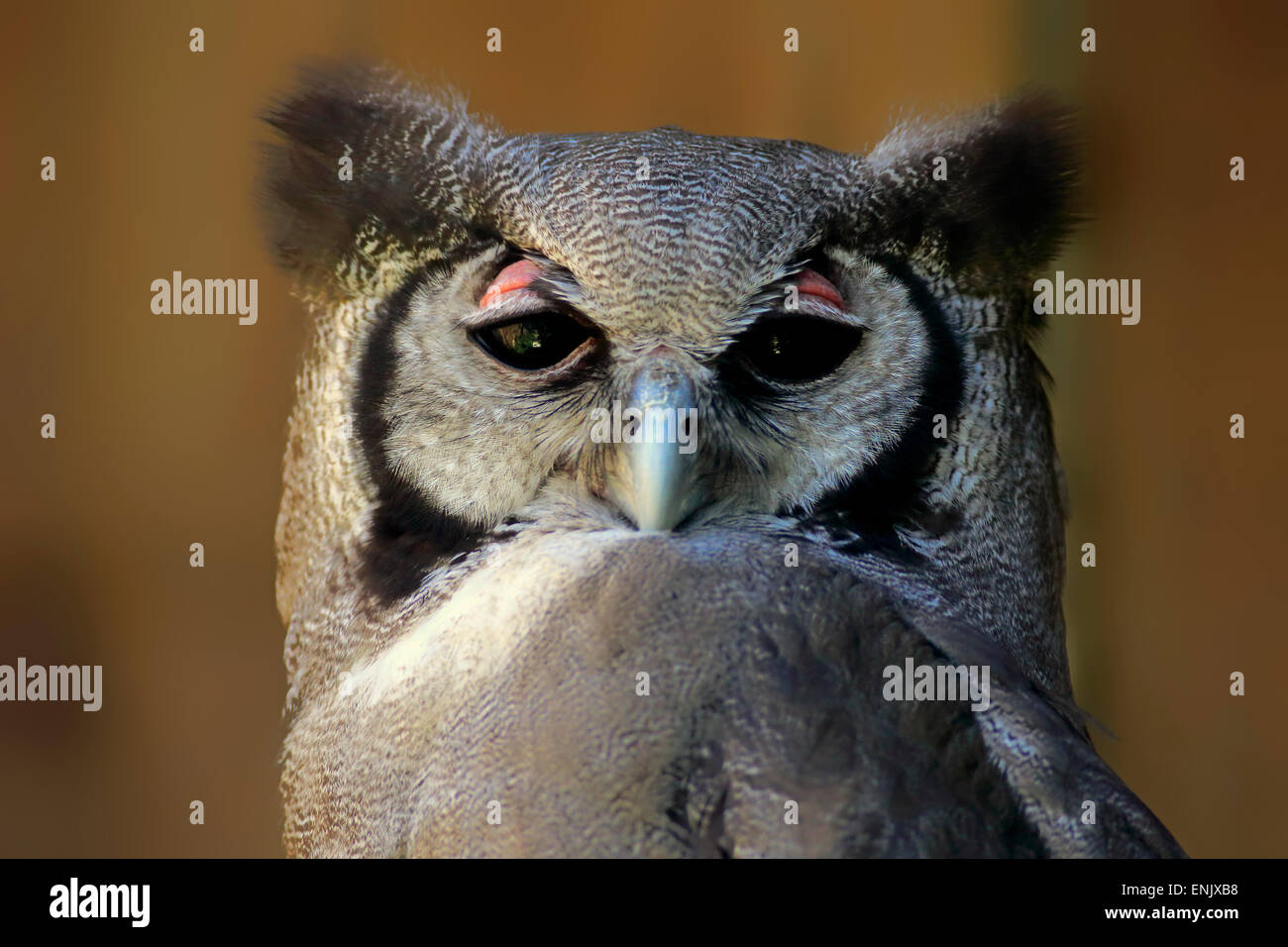 Verreaux's Eagle-Owl (Bubo lacteus), adult, Western Cape, South Africa ...