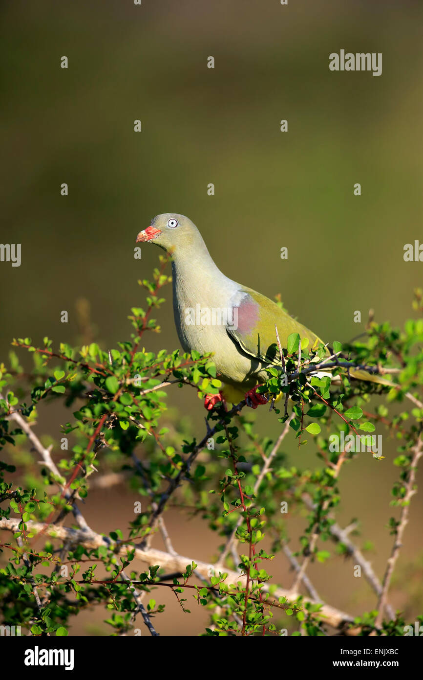 South african pigeon hi-res stock photography and images - Alamy
