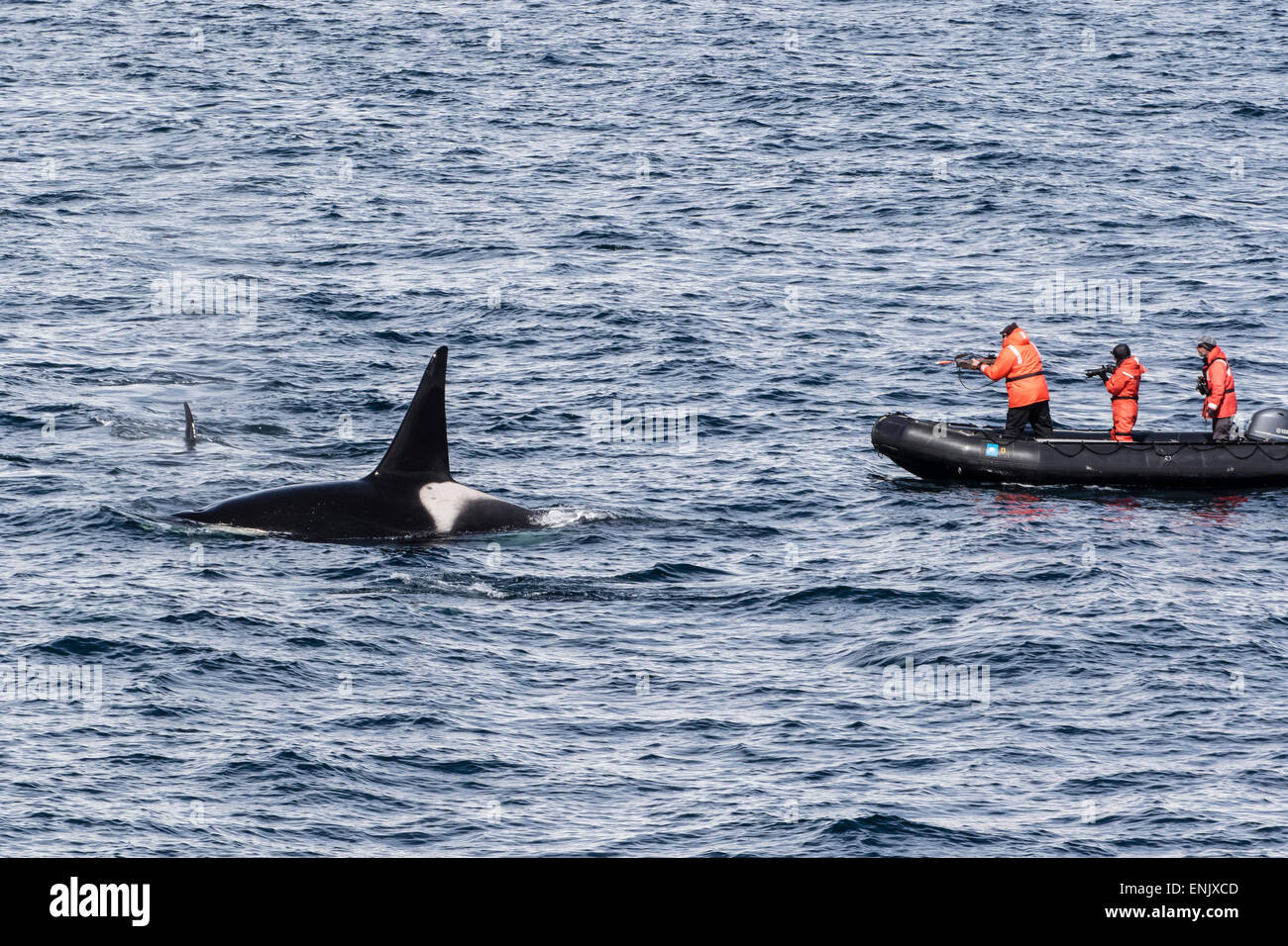 Killer whale orcinus orca hi-res stock photography and images - Alamy
