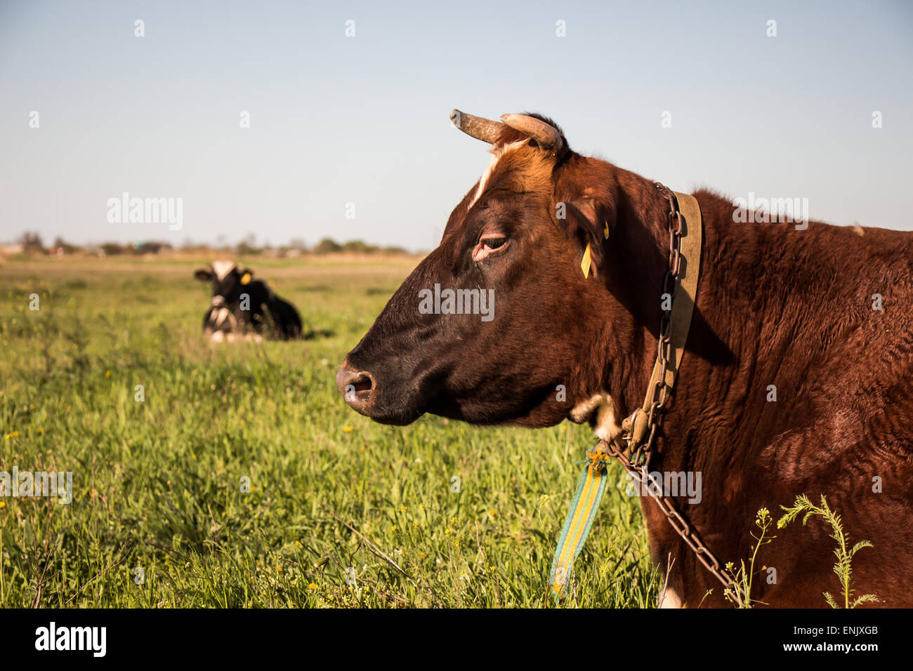 Two browsing cow on a green field Stock Photo - Alamy