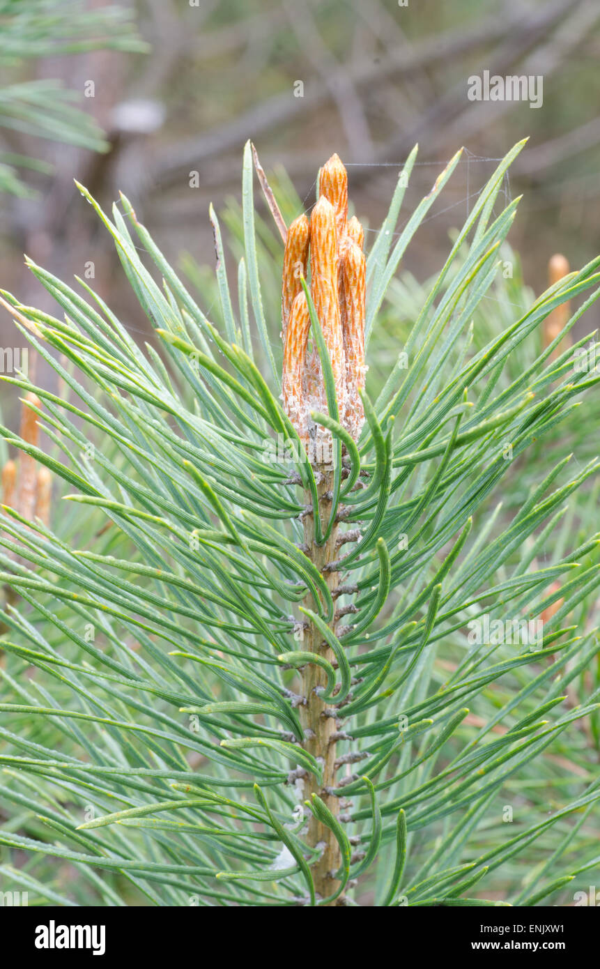 detail of spring pine bud Stock Photo - Alamy