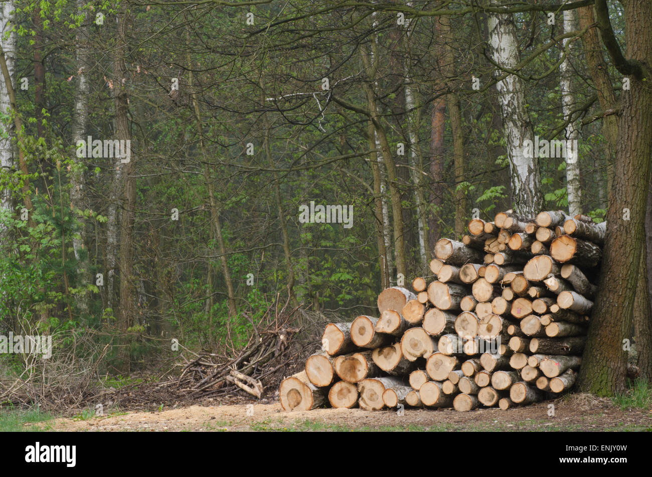 pile of lumber in spring forest Stock Photo - Alamy