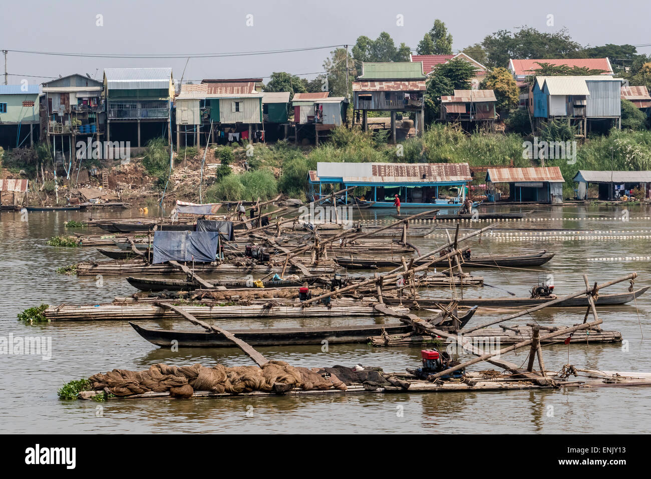 Trei real fish hi-res stock photography and images - Alamy
