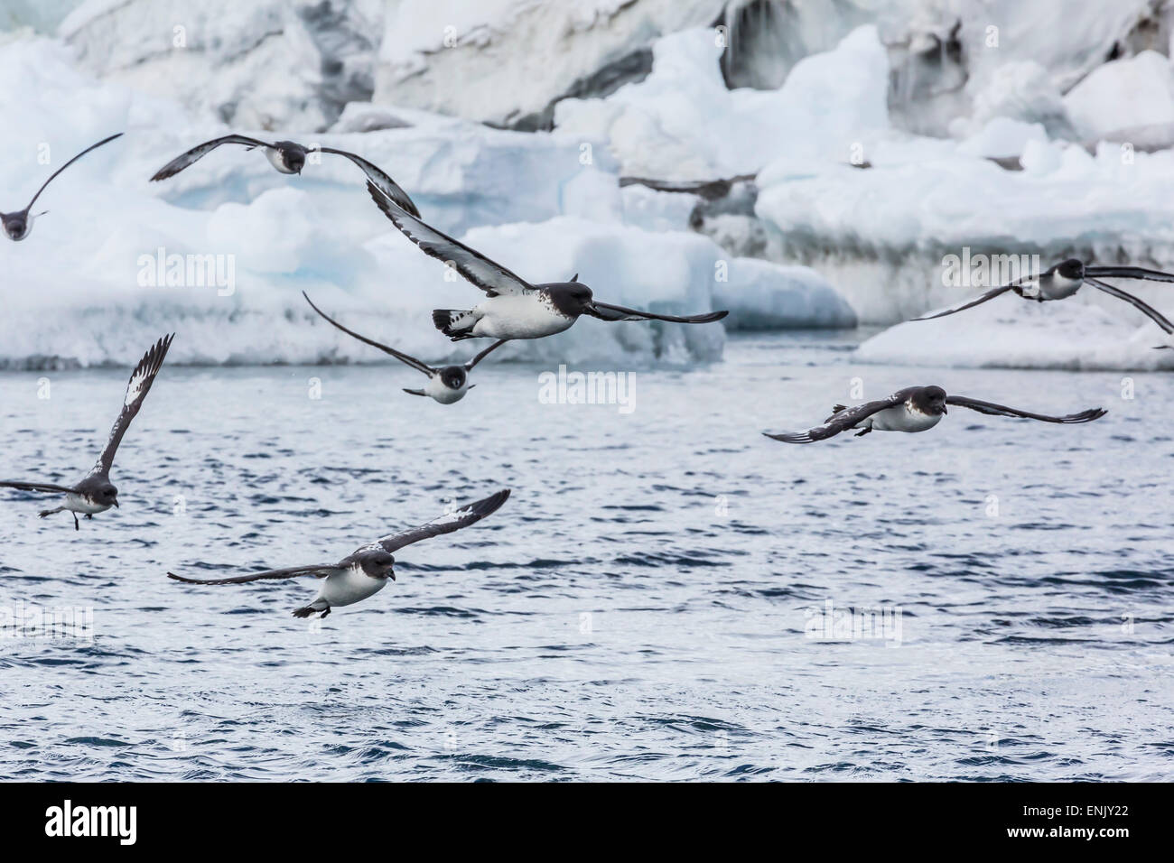 Adult cape petrels (Daption capense) feeding at Brown Bluff, Antarctica ...