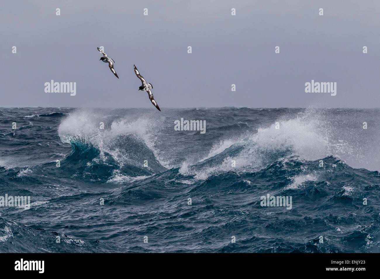 Adult cape petrels (Daption capense) in rough seas in English Strait ...