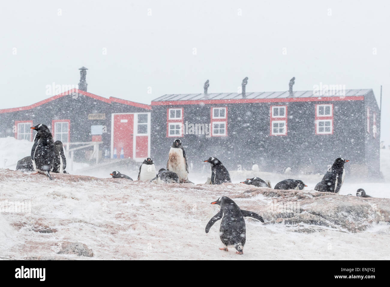 Penguin storm snow hi-res stock photography and images - Alamy