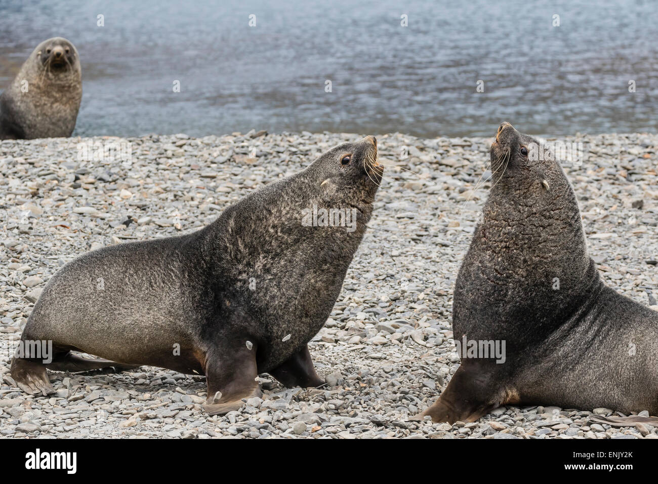 Adult bull antarctic fur seals hi-res stock photography and images - Alamy Adult bull antarctic fur seals hi-res stock photography and images - Alamy