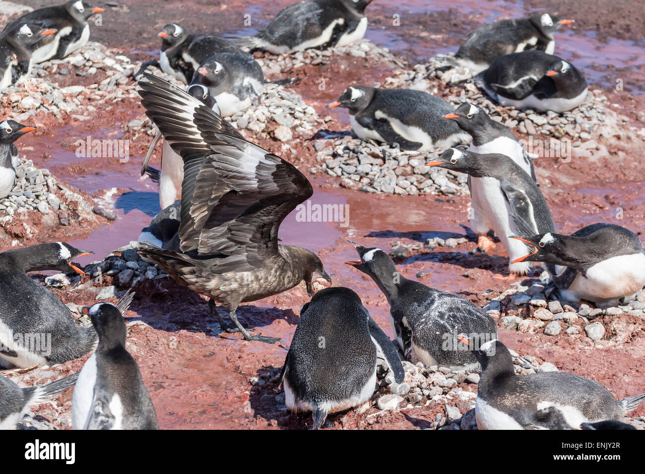 An adult brown skua (Stercorarius spp) stealing a penguin egg at Brown ...