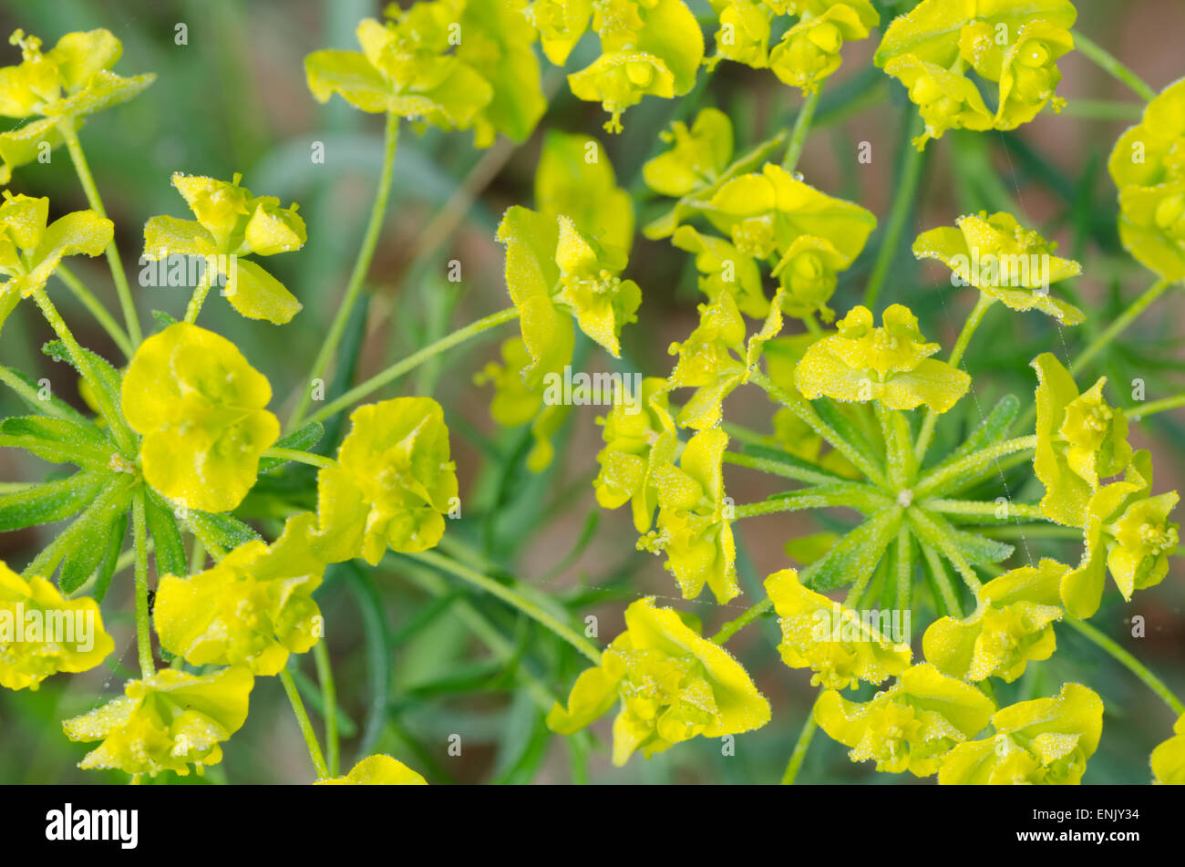 Yellow spring wildflowers hi-res stock photography and images - Alamy