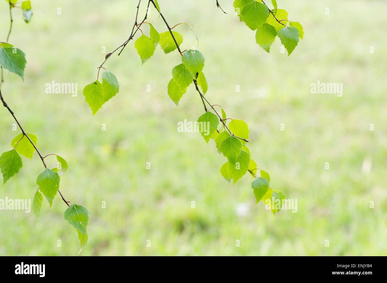 spring birch twigs with leaves Stock Photo - Alamy