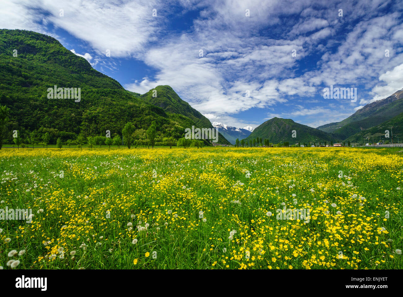 Blooms in colour hi-res stock photography and images - Alamy