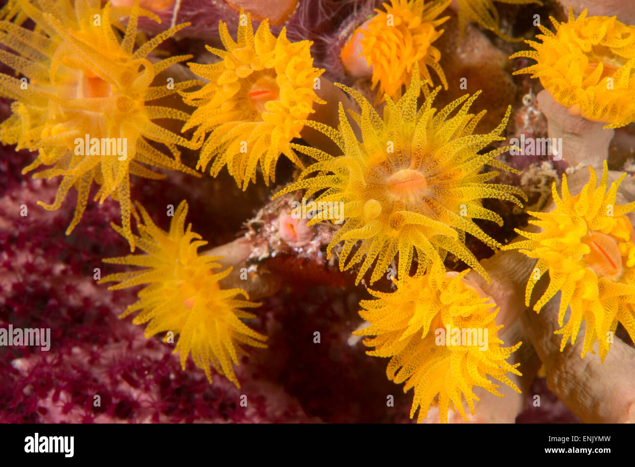 Cave coral (Tubastrea sp.) (Dendrophyllidae) polyps extended and ...