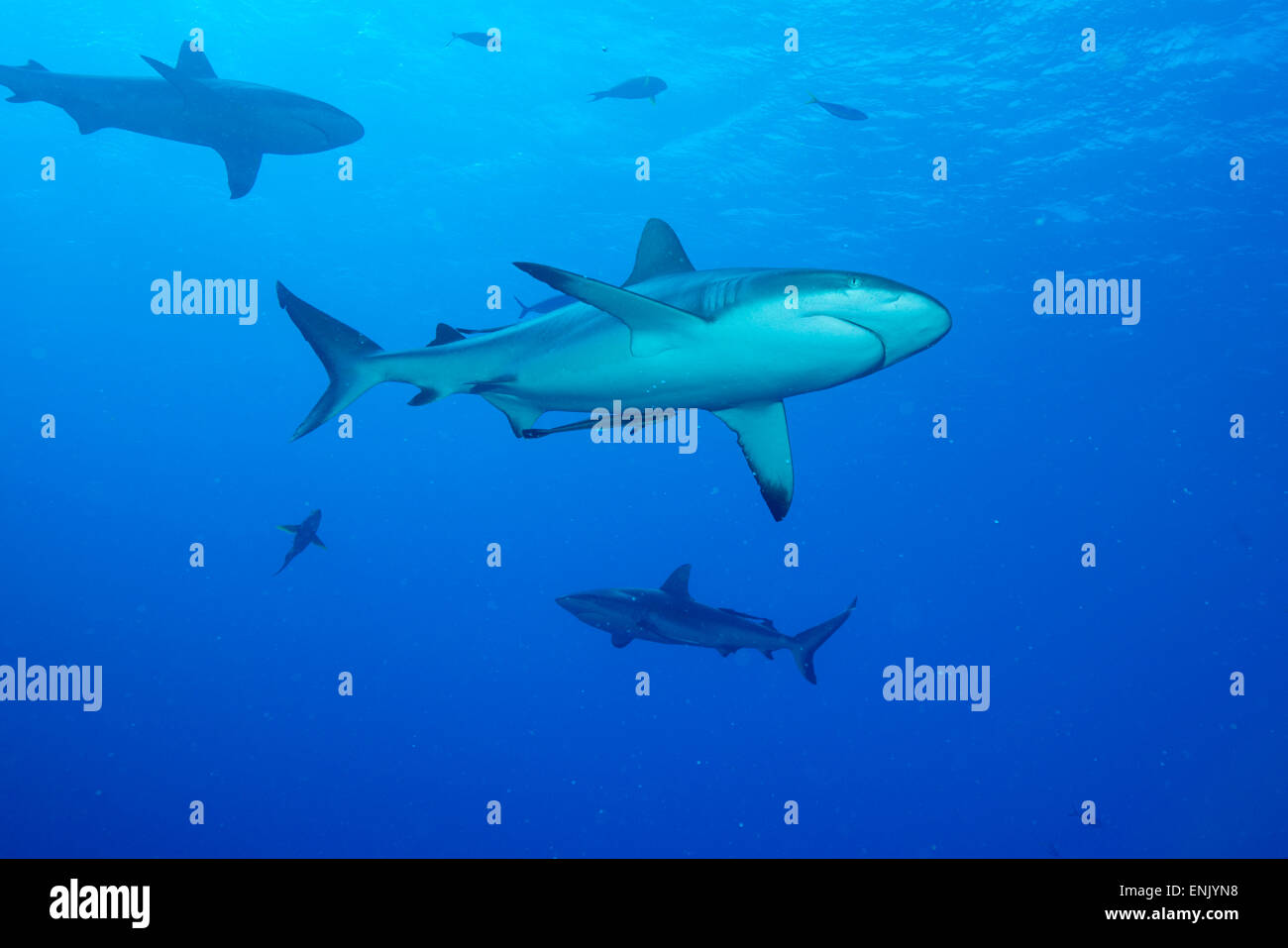 Requiem shark hi-res stock photography and images - Alamy