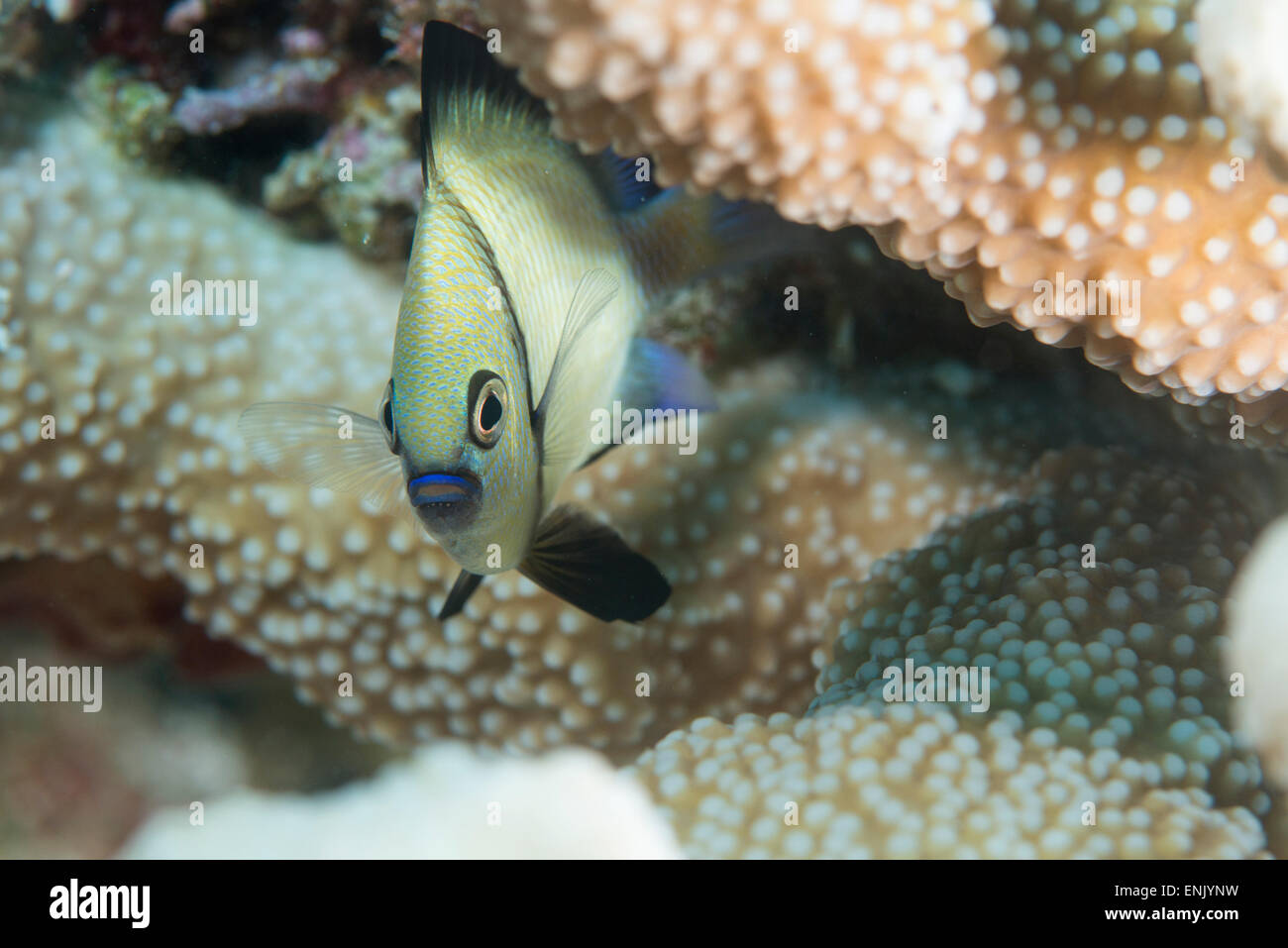 Reticulans hi-res stock photography and images - Alamy