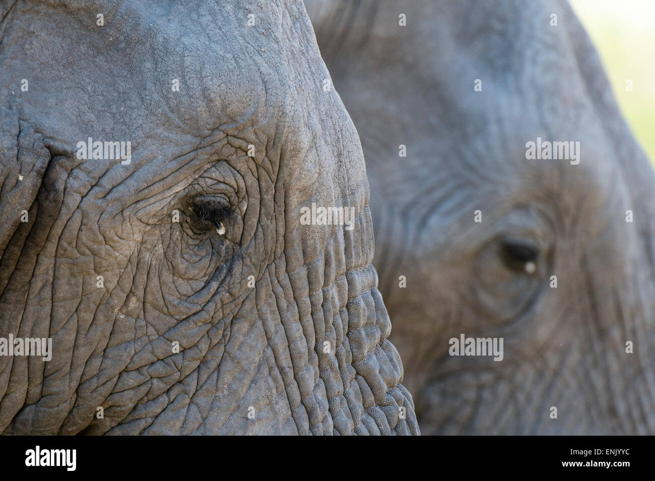 Two african elephants head to head hi-res stock photography and images ...