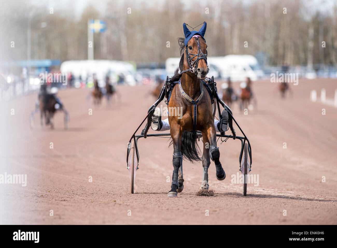 Horse harness hi-res stock photography and images - Alamy