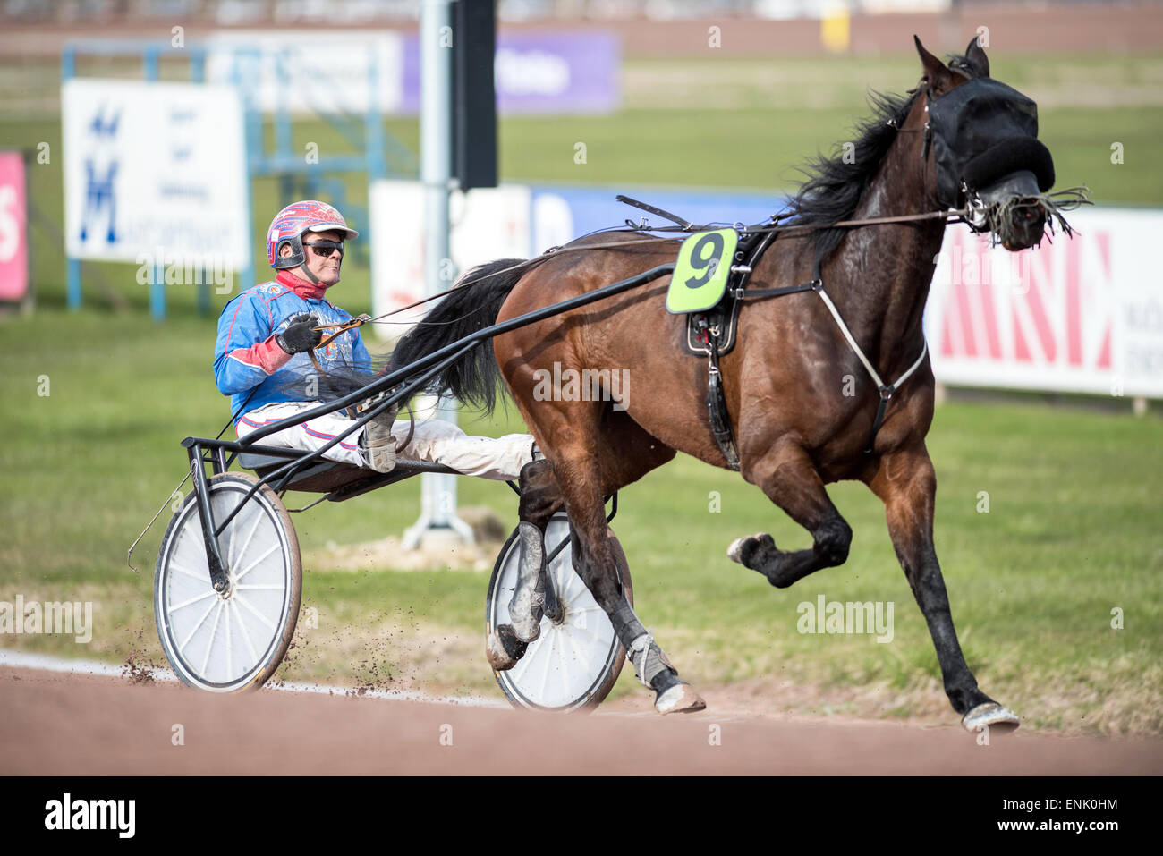 Harness racing swedish horse hi-res stock photography and images - Alamy