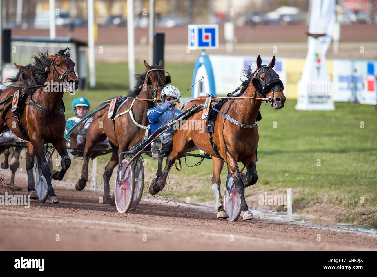 Harness racing swedish horse hi-res stock photography and images - Alamy