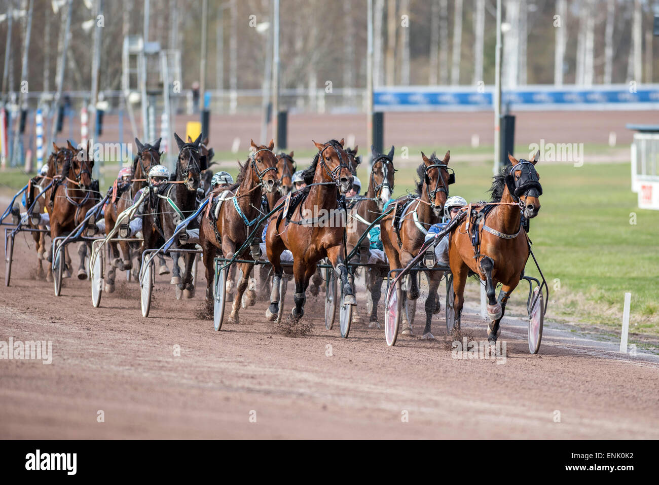 Harness racing swedish horse hi-res stock photography and images - Alamy