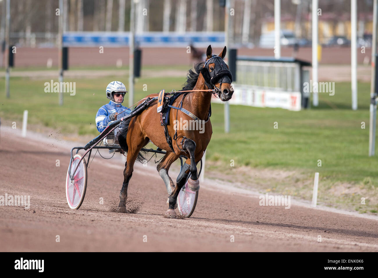 Harness racing swedish horse hi-res stock photography and images - Alamy