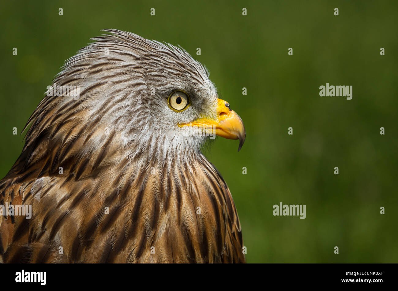 Reintroduced red kite hi-res stock photography and images - Alamy