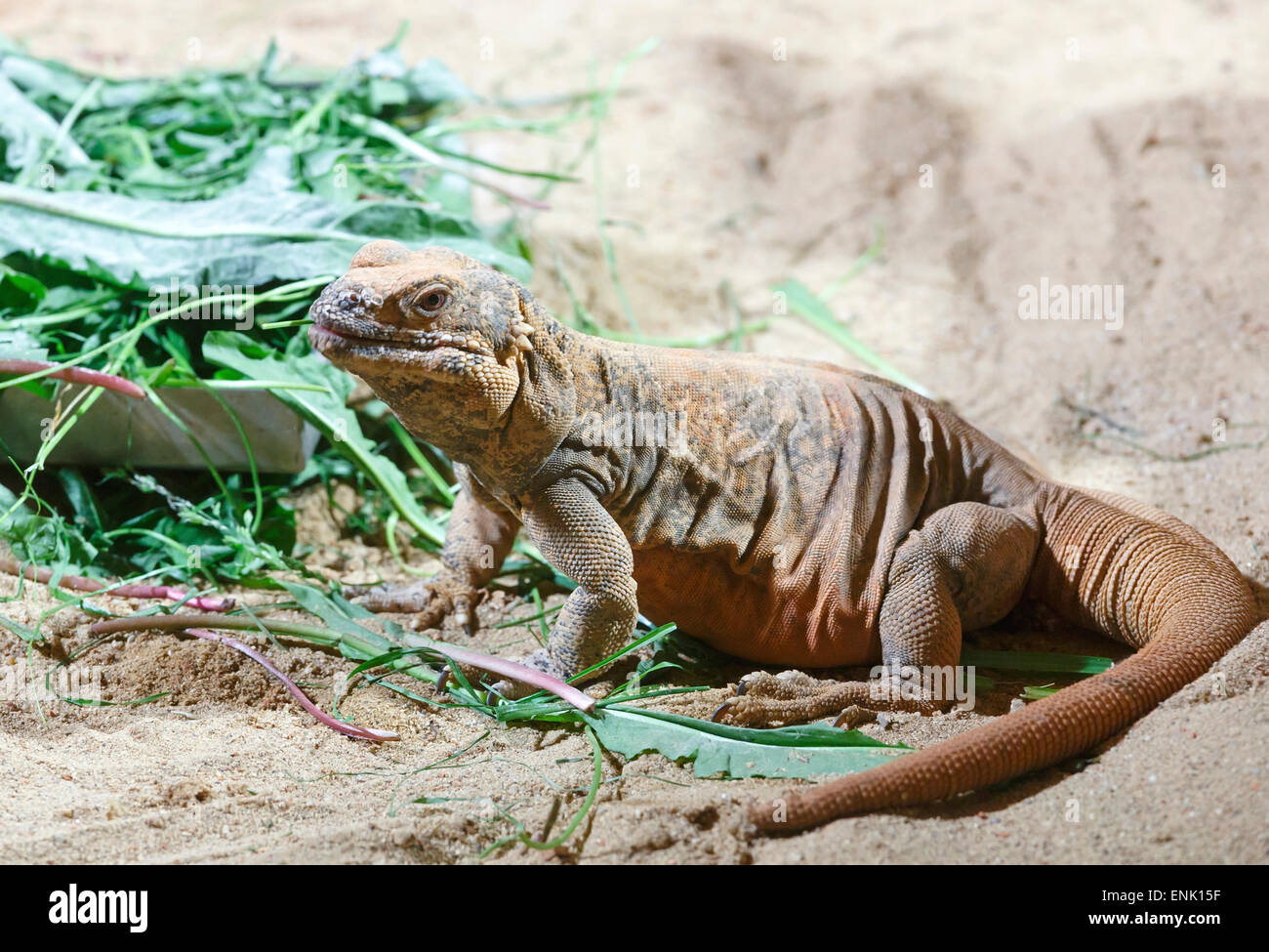 Varan hi-res stock photography and images - Alamy