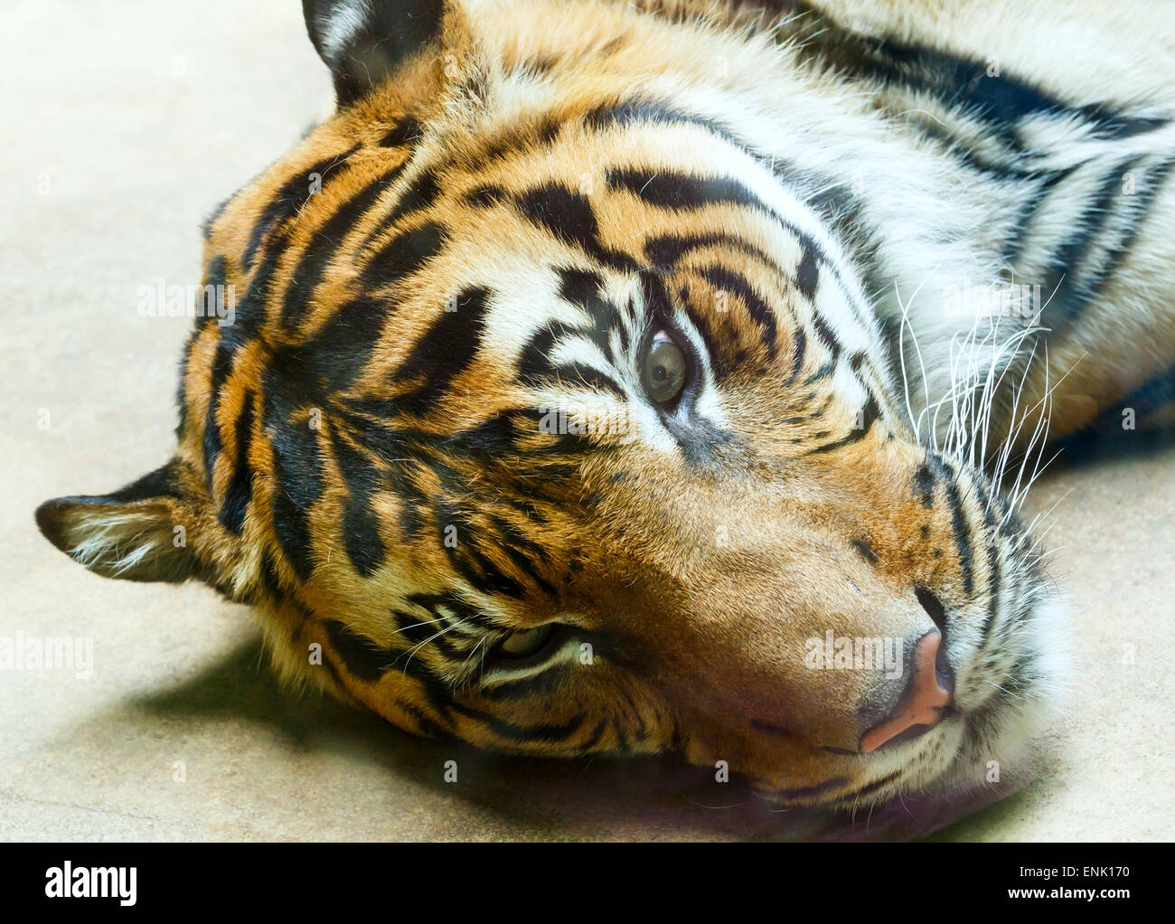 Resting tiger hi-res stock photography and images - Alamy