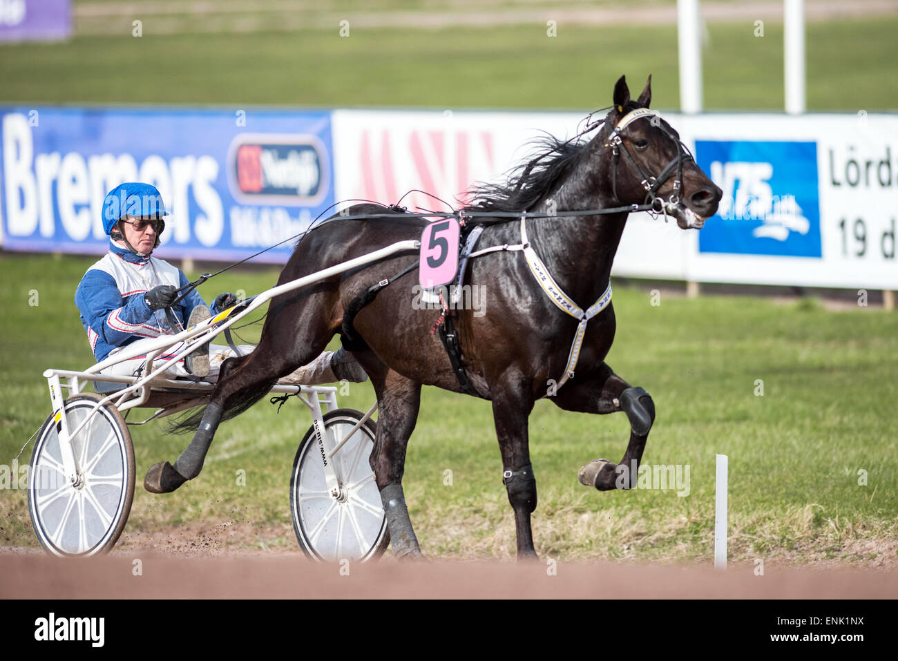 Harness racing swedish horse hi-res stock photography and images - Alamy