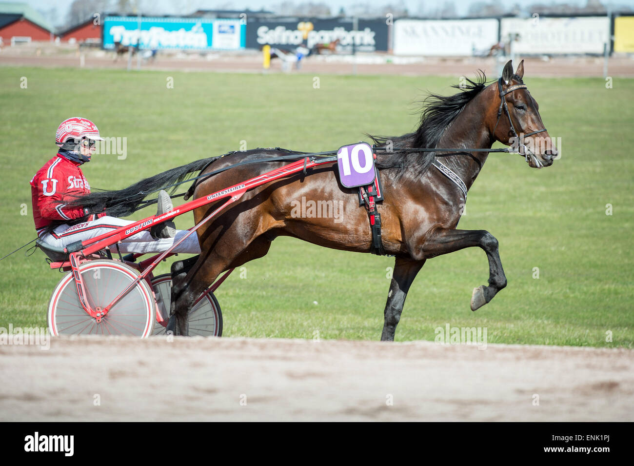 Harness racing swedish horse hi-res stock photography and images - Alamy