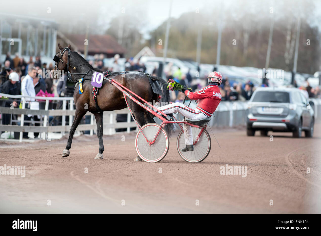 Harness racing swedish horse hi-res stock photography and images - Alamy