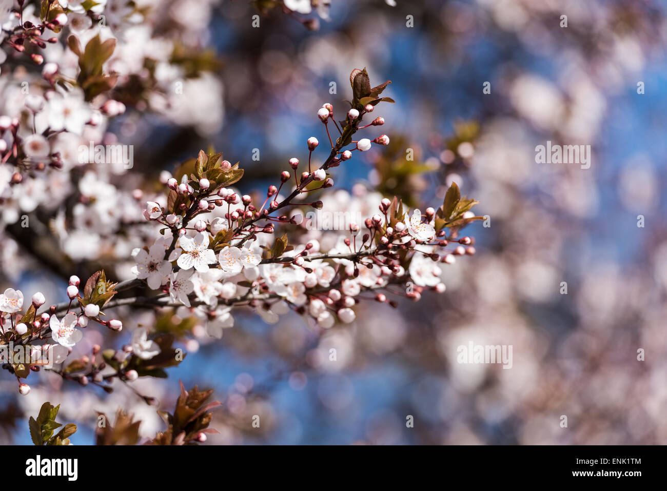 Plum Tree Flowers Blooming In Spring Stock Photo - Alamy