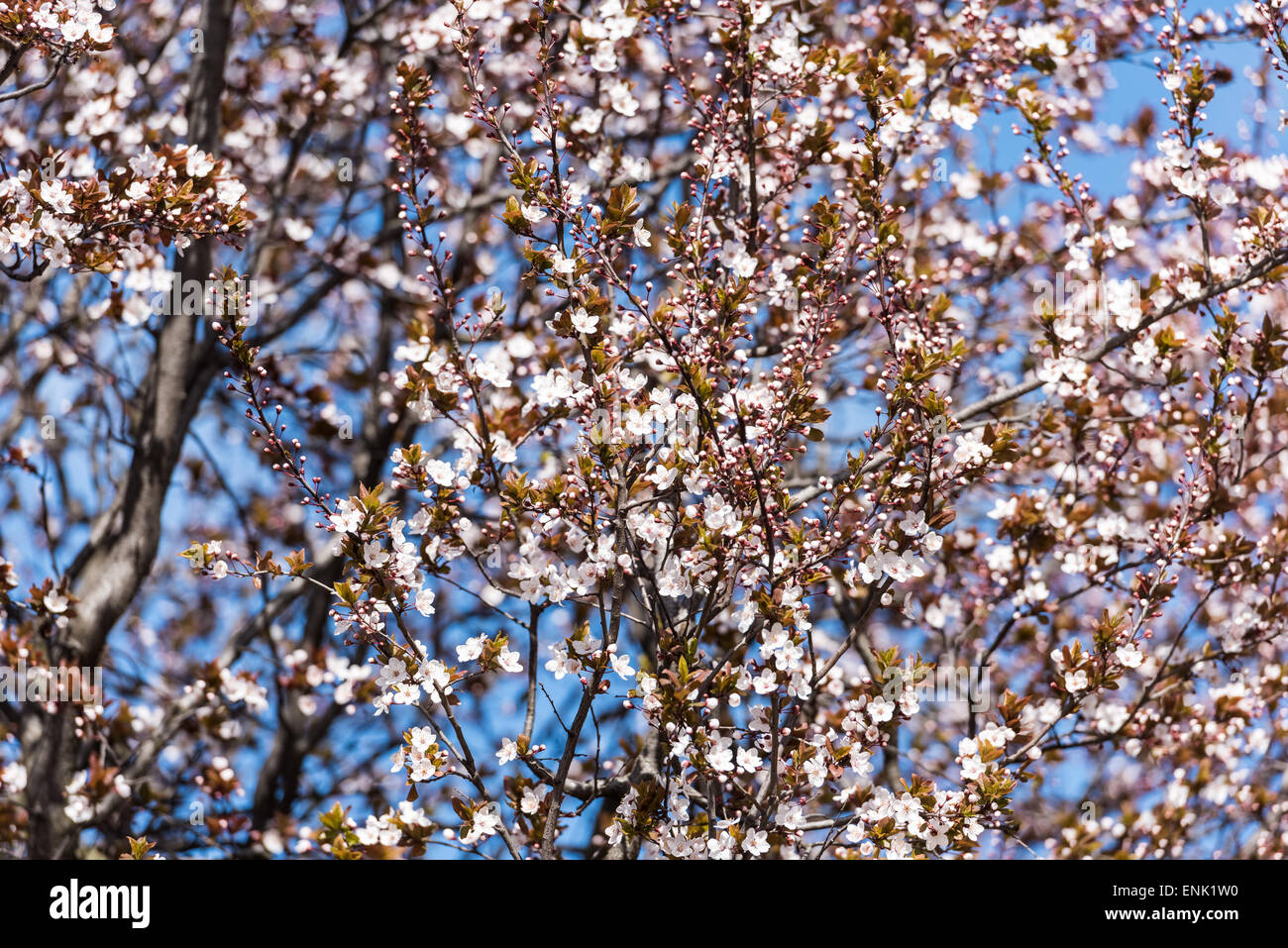Plum Tree Flowers Blooming In Spring Stock Photo - Alamy