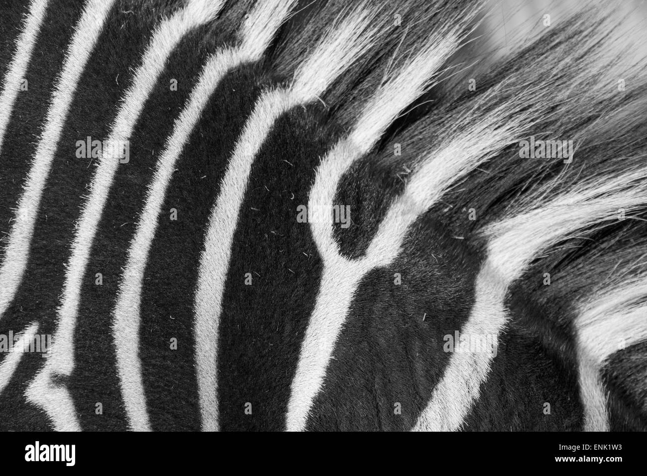 detail of the skin of an african zebra Stock Photo - Alamy