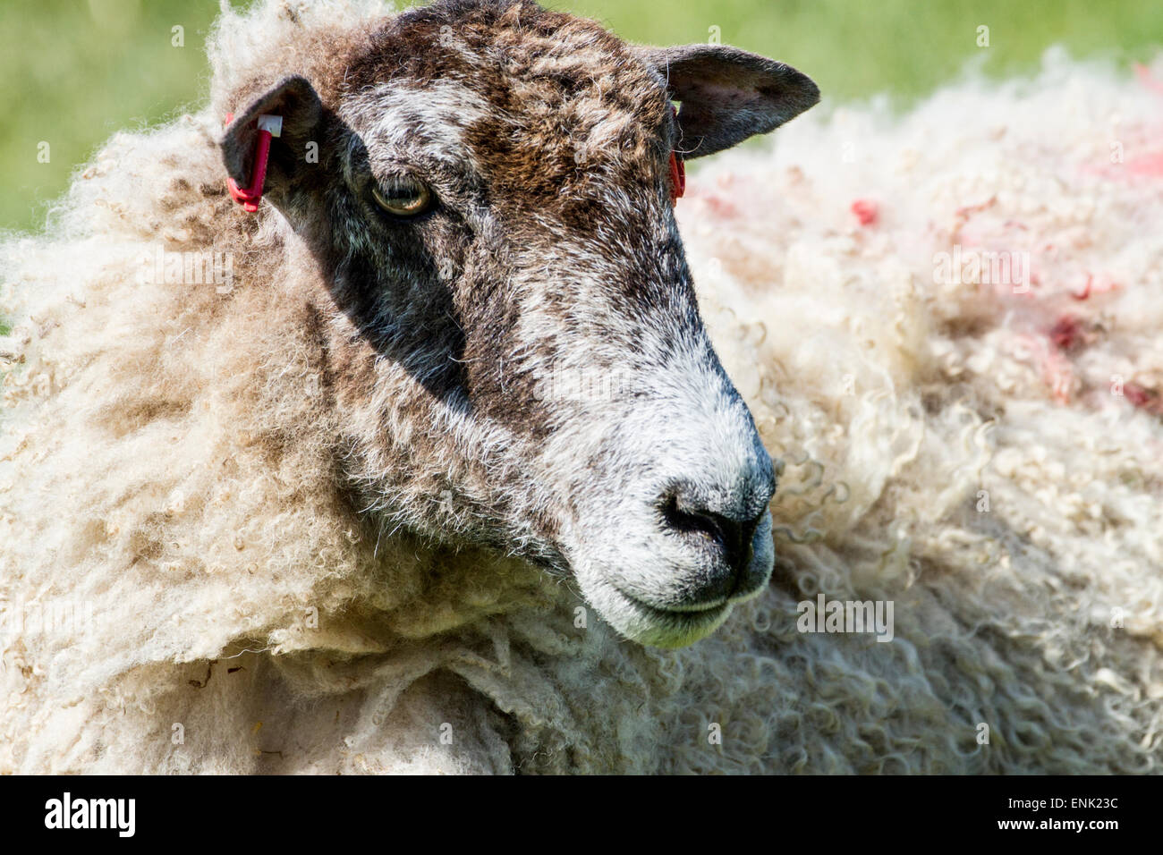 Beulah speckled face sheep hi-res stock photography and images - Alamy