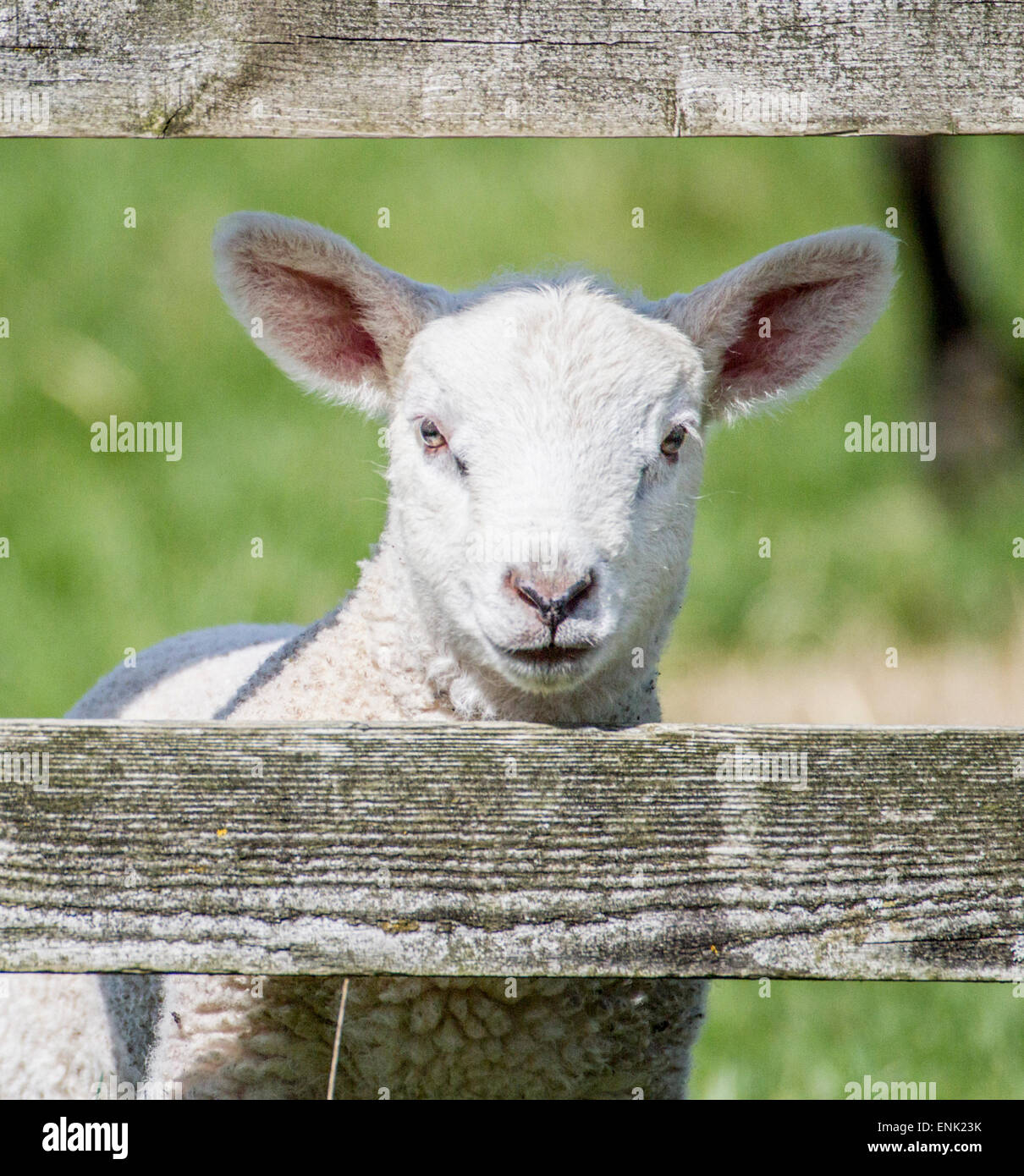 Cuddly animal farm hi-res stock photography and images - Alamy