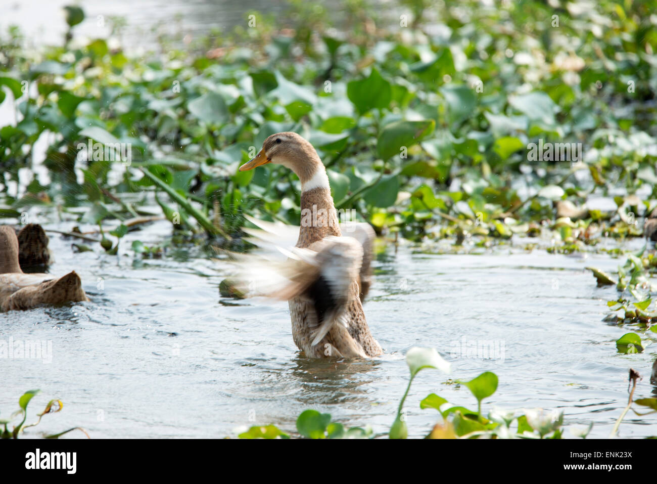 A duck ruffles its feathers on the Kerala backwaters in Kerala India ...