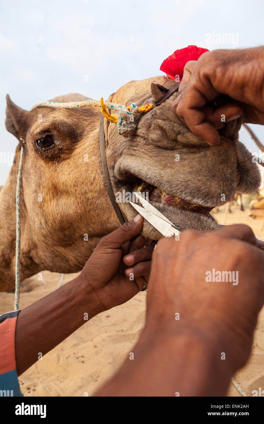 Camel hair cut hi-res stock photography and images - Alamy
