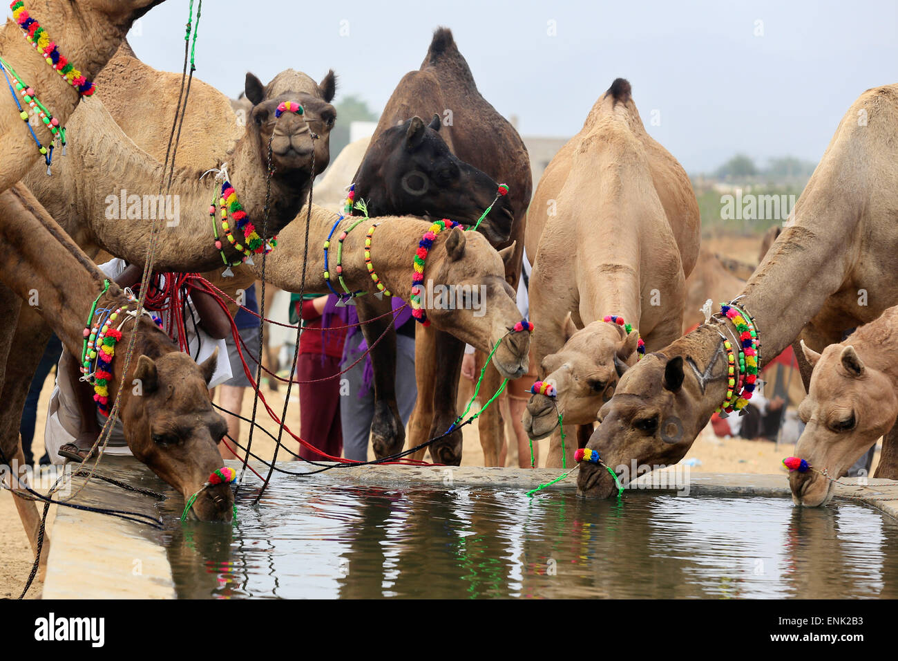 Water Hole In Desert Stock Photos & Water Hole In Desert Stock Images ...