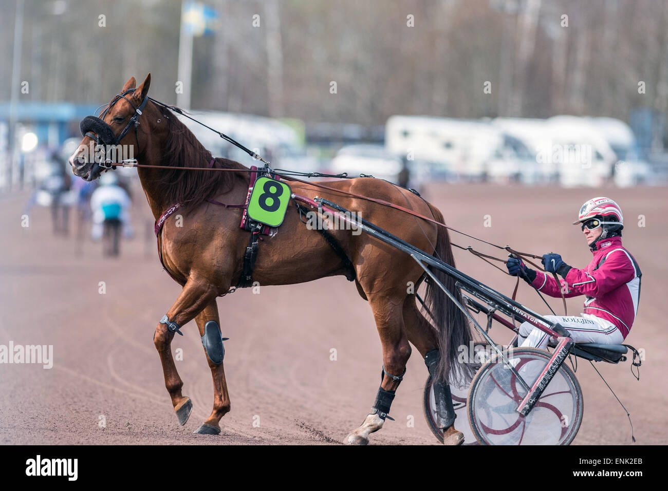 Harness racing swedish horse hi-res stock photography and images - Alamy