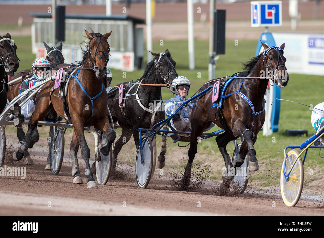 Harness racing swedish horse hi-res stock photography and images - Alamy