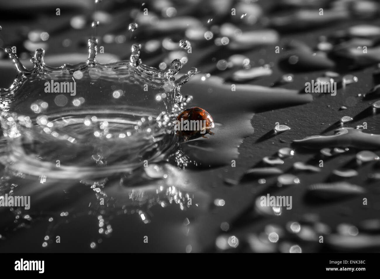 A lucky moment Stock Photo - Alamy