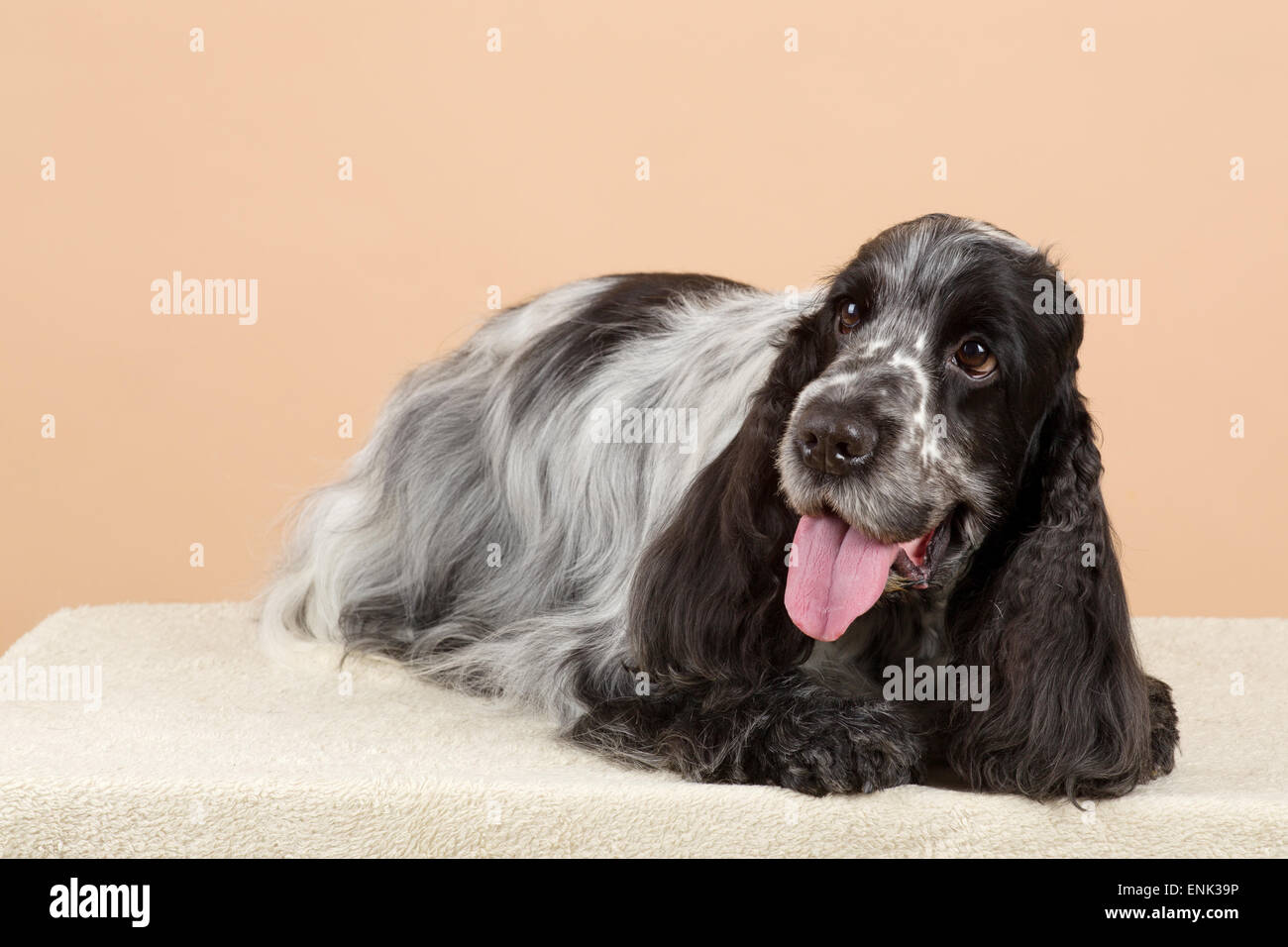 portrait of english cocker spaniel, european champion, breeding station ...