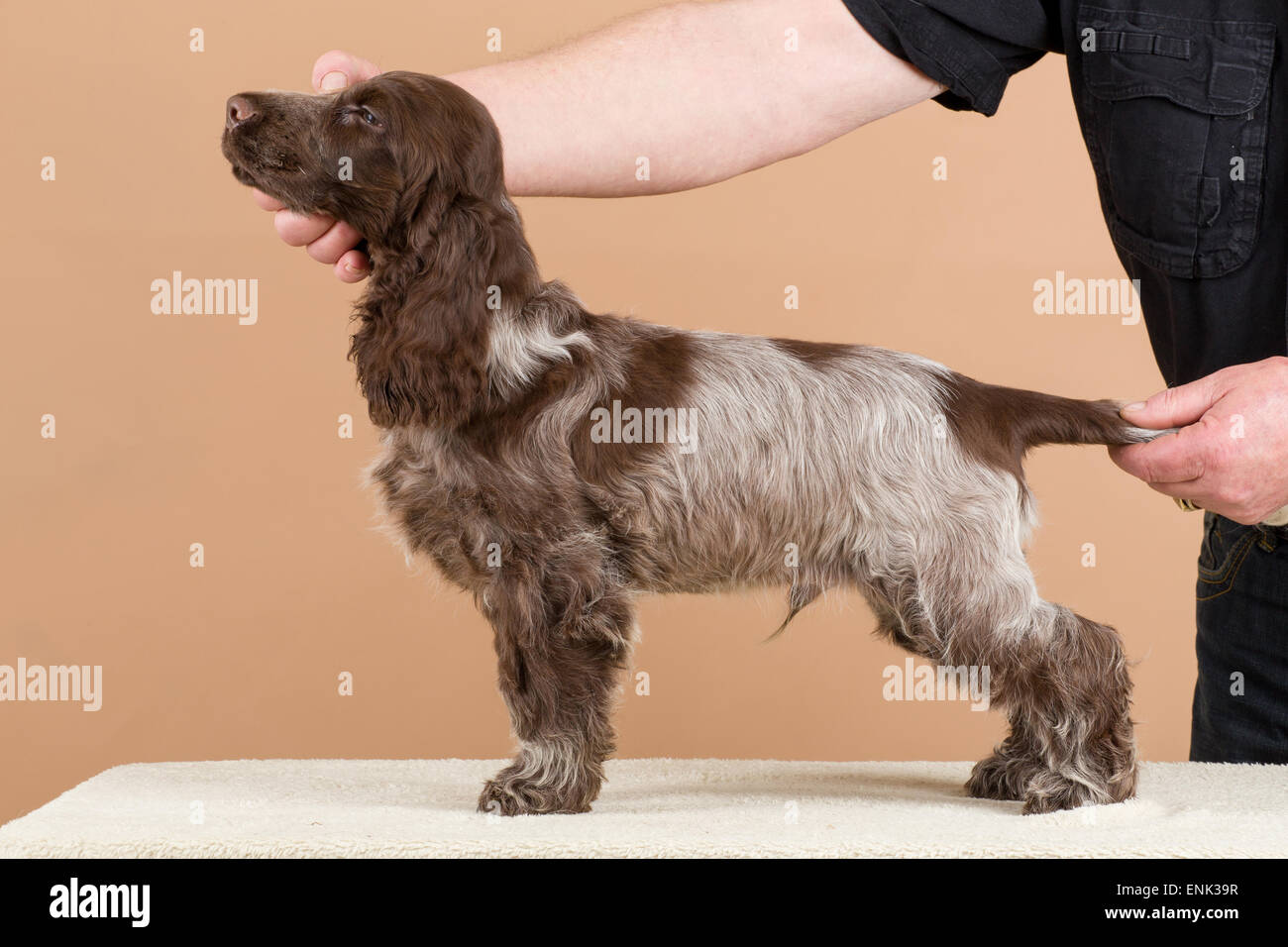 exhibition training of english cocker spaniel, european champion ...