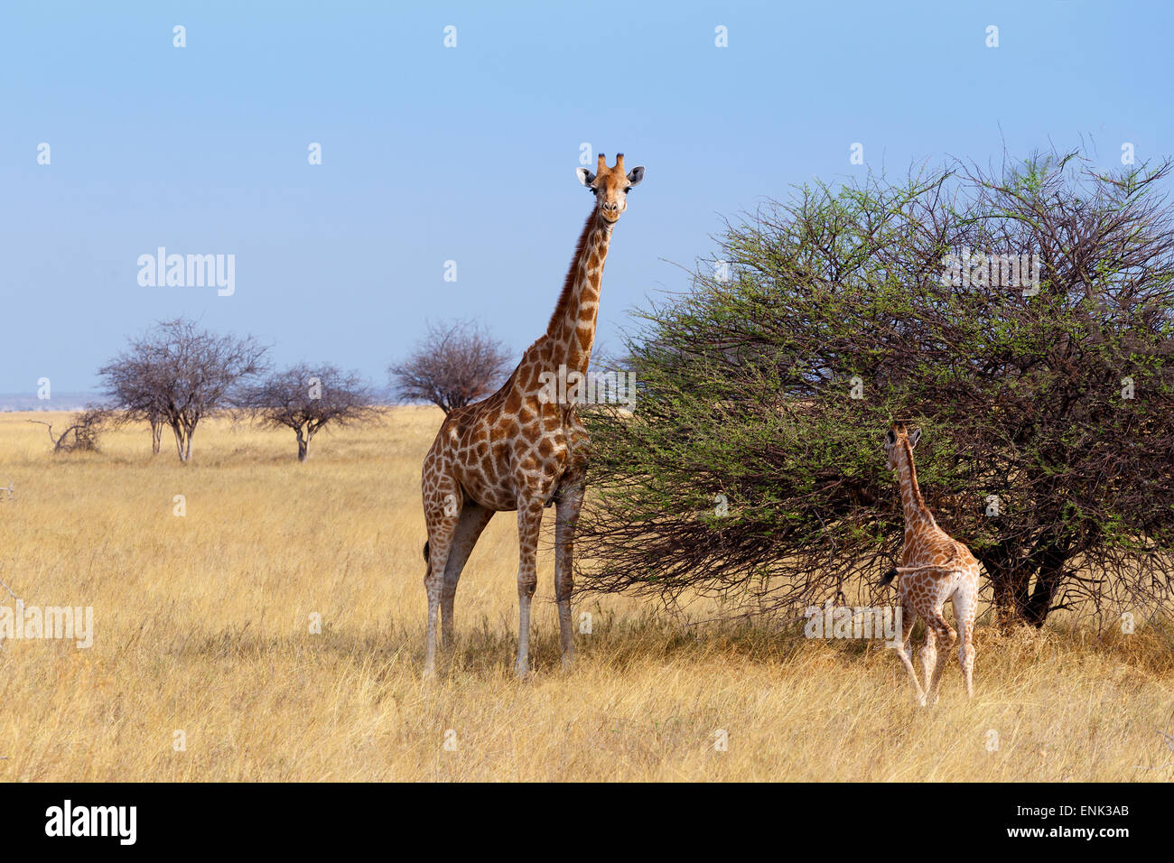 Adult female giraffe calf in hi-res stock photography and images - Alamy
