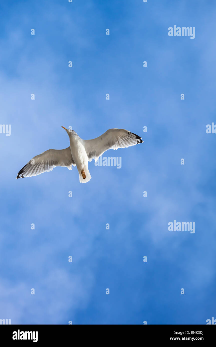 Flying seagull with spread wings up at the bright sky Stock Photo - Alamy