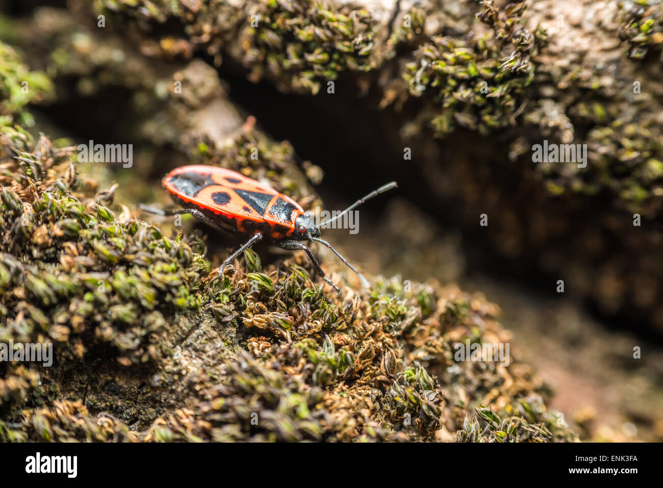 Shield Bug (Graphosoma Lineatum) also known as the Italian Striped-Bug ...