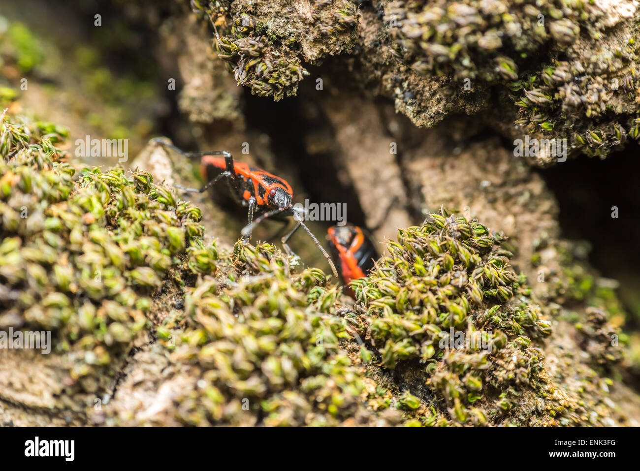 Italian striped stink bug hi-res stock photography and images - Alamy