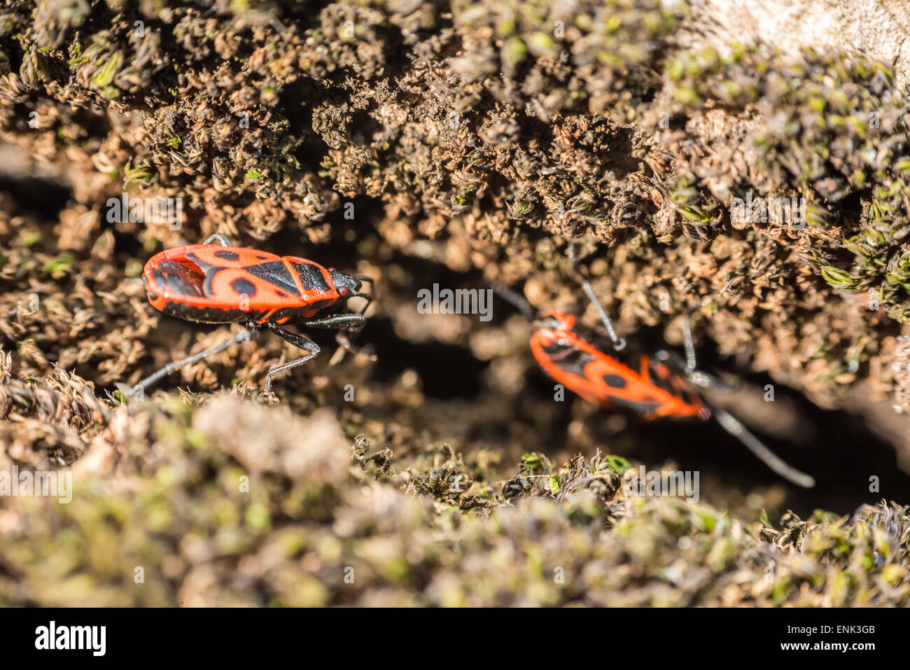 Shield Bug (Graphosoma Lineatum) also known as the Italian Striped-Bug ...