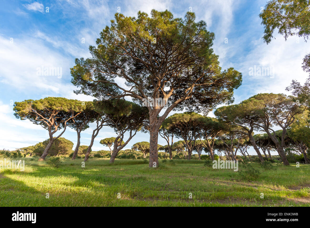 Italian stone pine Stock Photo - Alamy