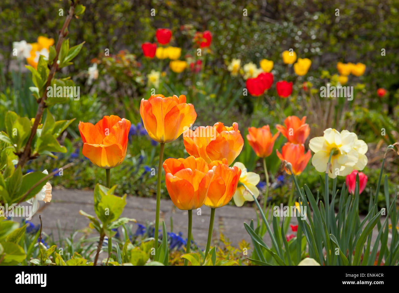 flowers in a front garden Stock Photo - Alamy
